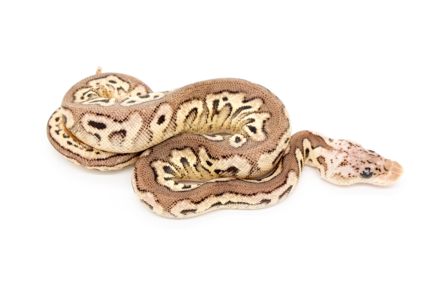 Pewter Fire Spotnose Clown Ball Python by Bradford Cole - MorphMarket