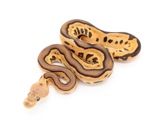 Cinnamon Fire Leopard Clown Ball Python by Bradford Cole