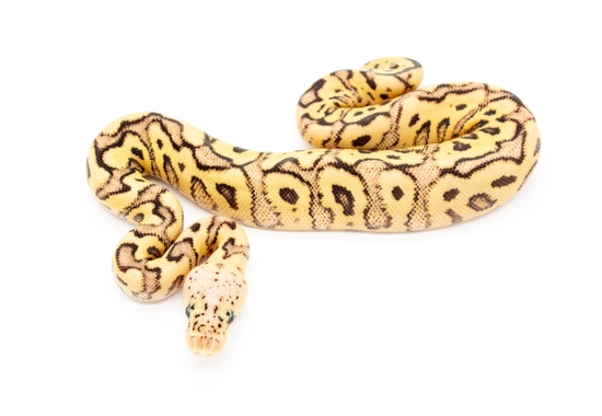 Fire Pastel Spotnose Clown Ball Python by Bradford Cole