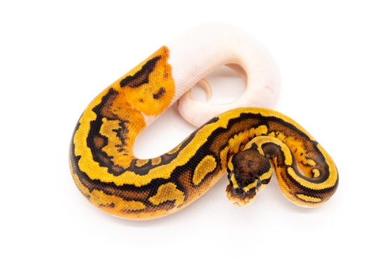 Pied Leopard Het Clown Ball Python by Bradford Cole