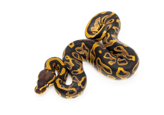 Leopard Het Clown 66% Pied Ball Python by Bradford Cole