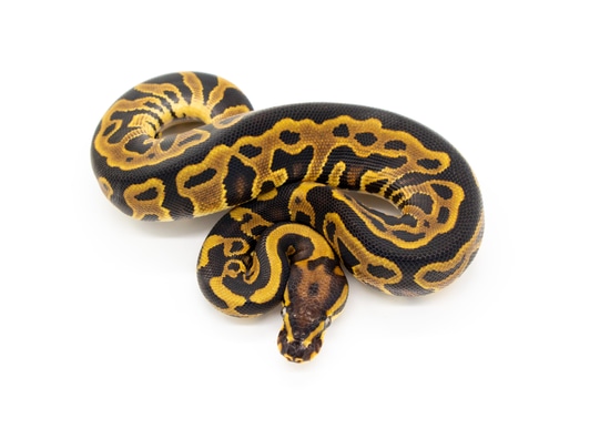 Leopard Het Clown 66% Pied Ball Python by Bradford Cole