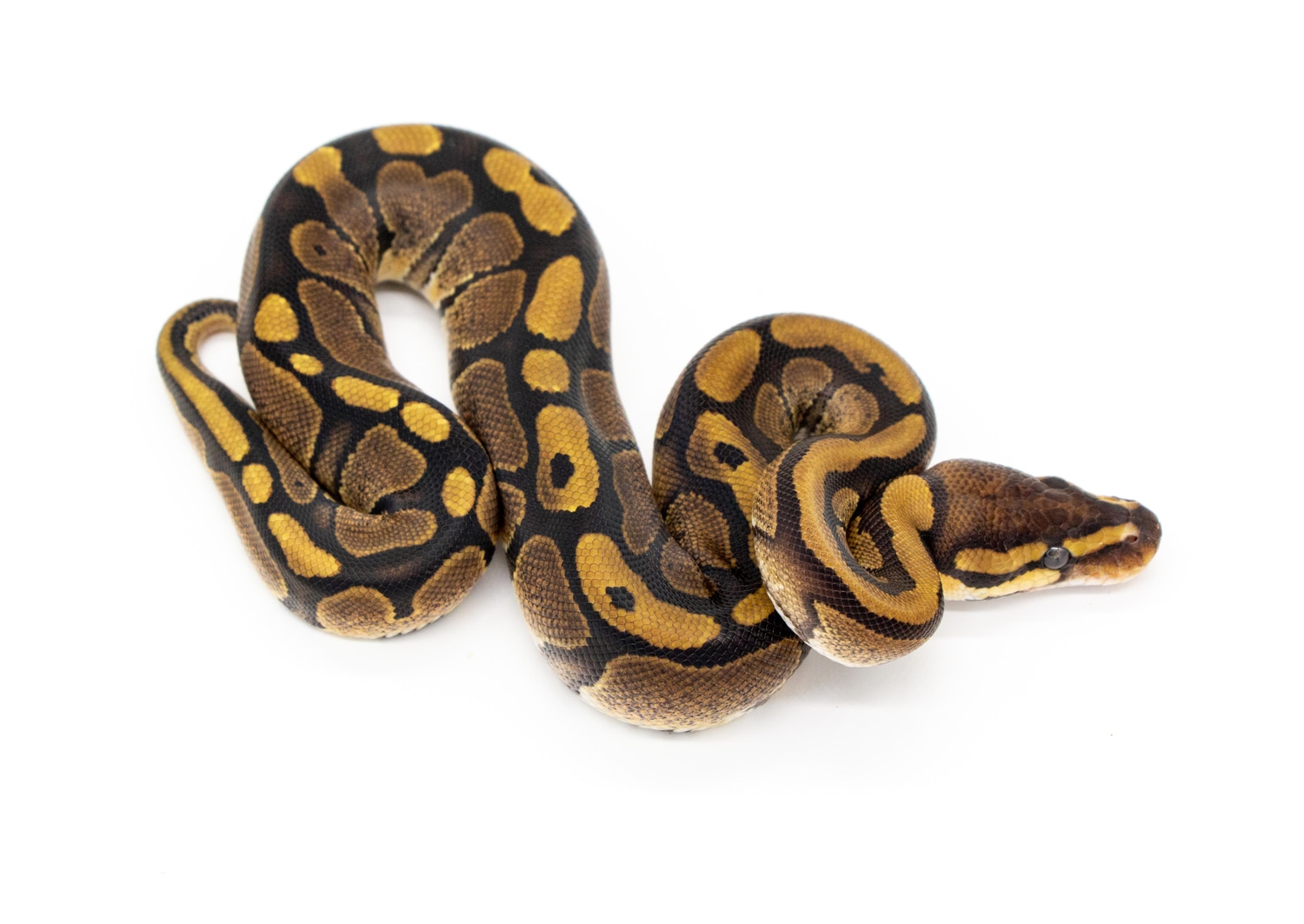 Super Red Stripe 66% Clown 50% VPI Axanthic Ball Python by Bradford ...