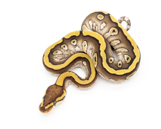 Mojave Super Red Stripe 66% Clown 50% VPI Axanthic Ball Python by ...