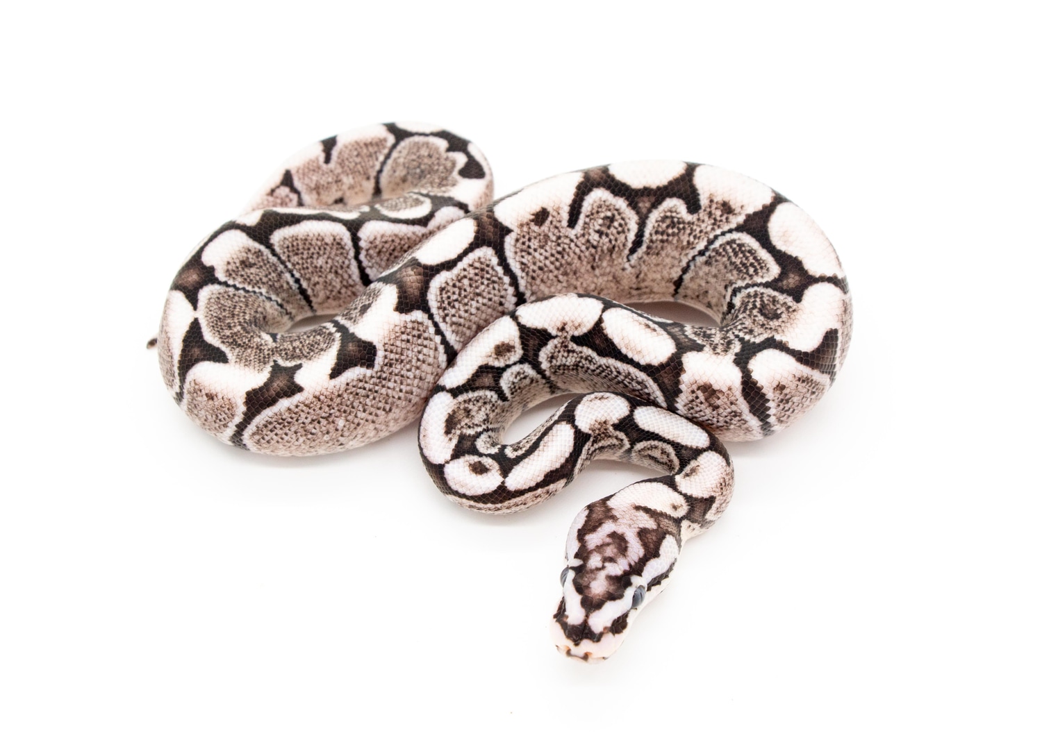 GHI Fire Spider VPI Axanthic Ball Python by Bradford Cole - MorphMarket