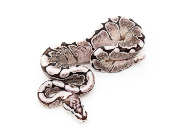 GHI Spider VPI Axanthic Ball Python by Bradford Cole