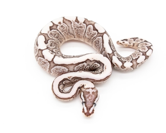 Mojave Fire GHI Spider VPI Axanthic Ball Python by Bradford Cole