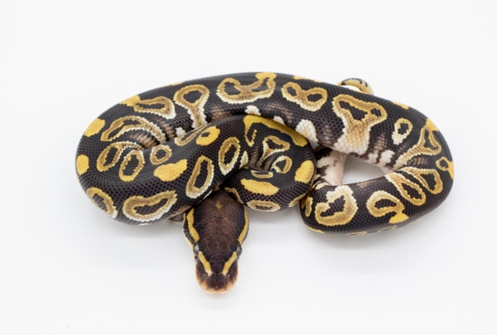 Phantom YB Het Clown Possible Leopard Ball Python by Bradford Cole