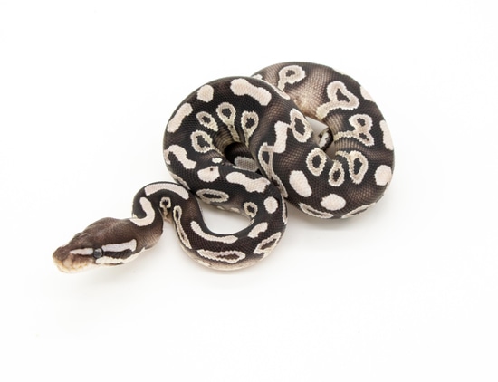 Mojave VPI Axanthic Ball Python by Bradford Cole