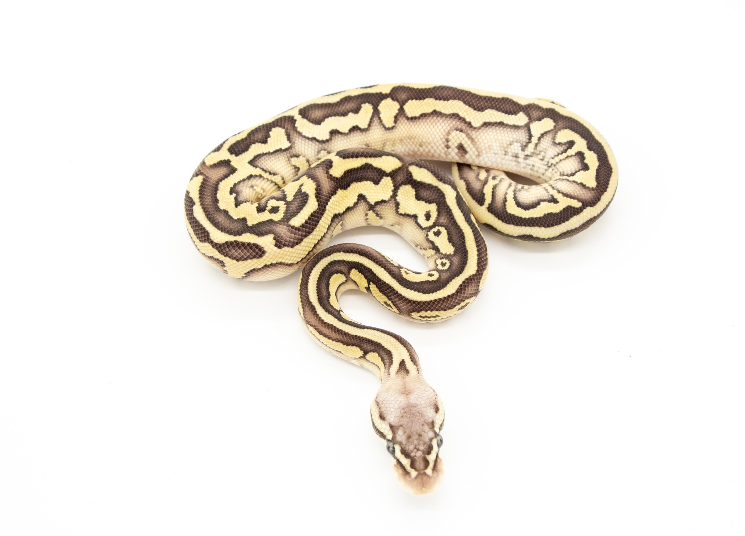 Pastel Lesser Leopard Het Clown 66% VPI Axanthic Possible Red Stripe ...