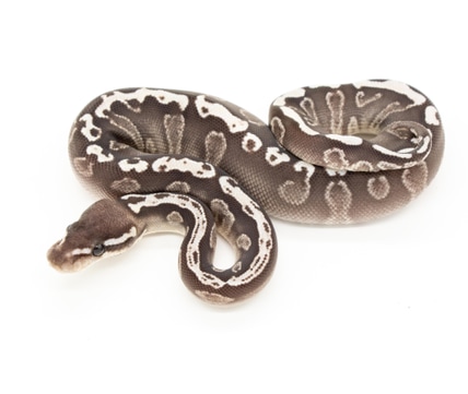 Super Pastel Black Head Clown 66% VPI Axanthic Ball Python by Bradford ...