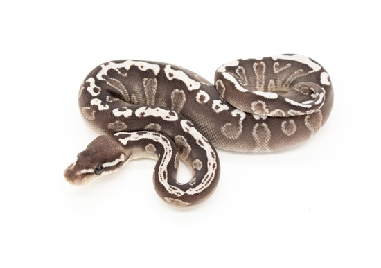 Mojave Super GHI VPI Axanthic Ball Python by Bradford Cole
