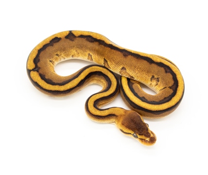 Leopard Genetic Stripe 66% Piebald Ball Python by Bradford Cole ...