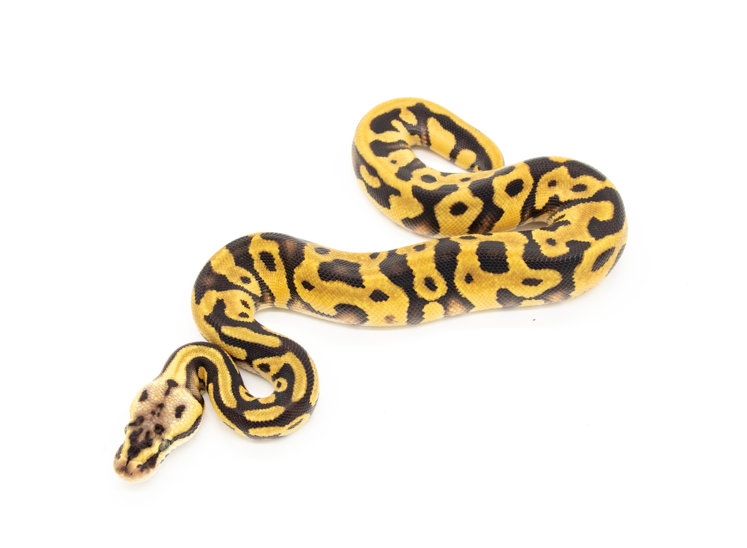 Pastel Enchi Leopard Het Clown Het Orange Ghost 66% Desert Ghost Ball ...