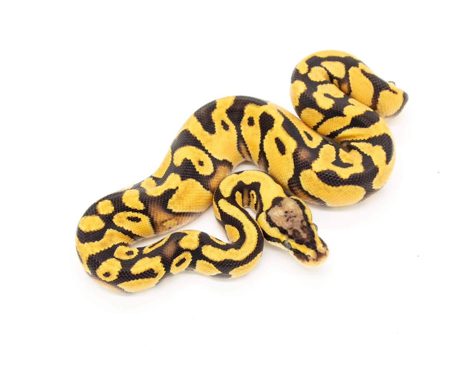 Pastel Enchi Het Clown Het Orange Ghost 66% Desert Ghost Ball Python by ...