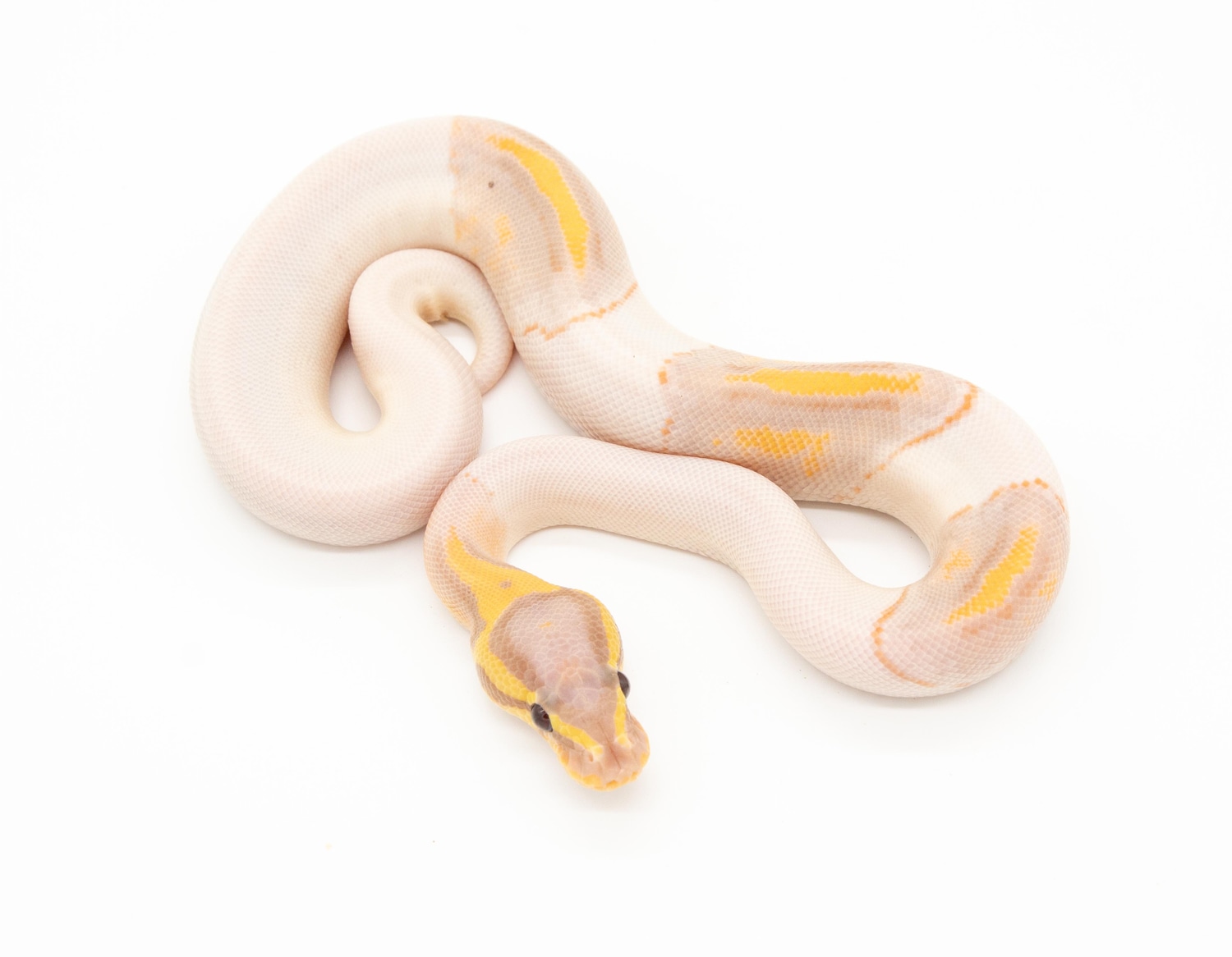 Banana Pied Het Clown Female Maker Ball Python by Bradford Cole ...
