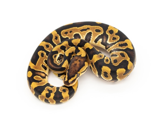 Leopard Crypton 66% Pied Ball Python by Bradford Cole