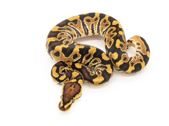 Leopard Crypton 66% Pied Ball Python by Bradford Cole