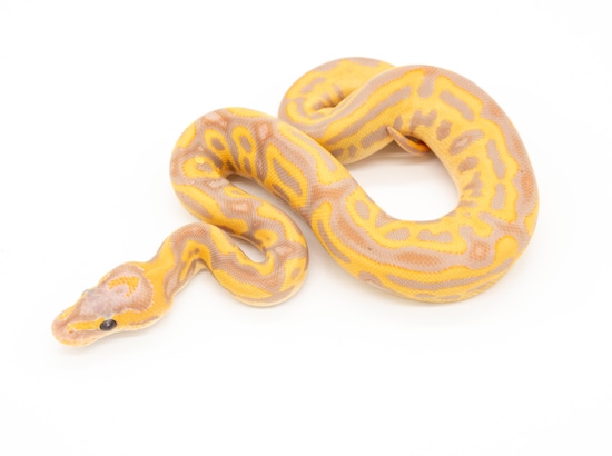 Leopard Banana Crypton 66% Pied Ball Python by Bradford Cole