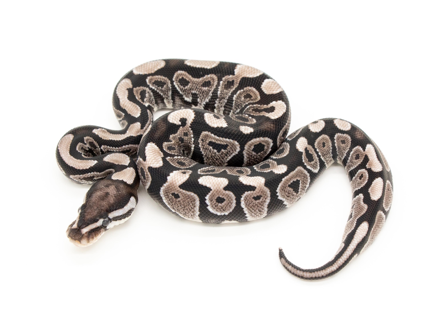 YB VPI Axanthic Ball Python by Bradford Cole - MorphMarket