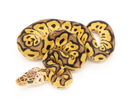 Confusion Fire Leopard Spotnose Het Clown Ball Python by Bradford Cole - MorphMarket
