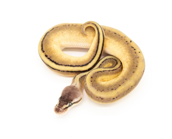 Super Pastel Genetic Stripe 66% VPI Axanthic 66% Desert Ghost Ball ...
