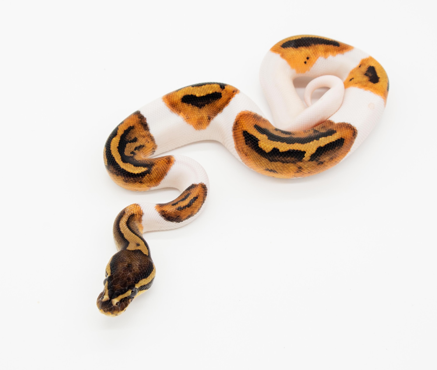 Leopard Pied Ball Python by Bradford Cole - MorphMarket