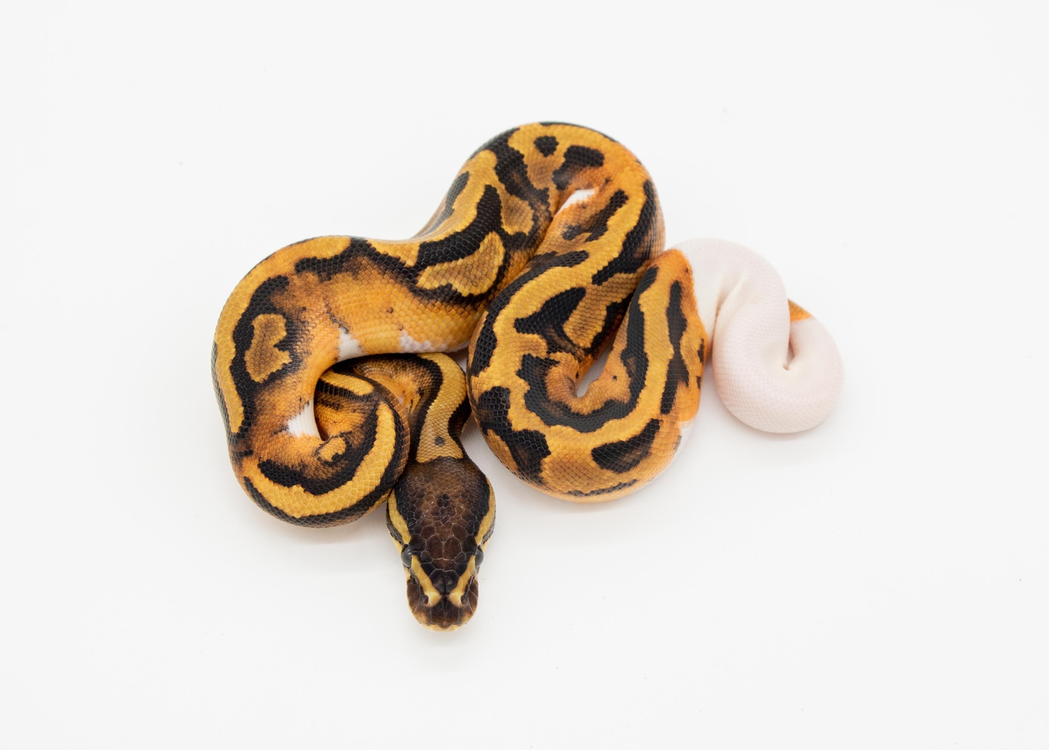 Calico Pied Ball Python by Bradford Cole - MorphMarket