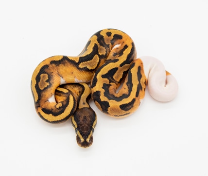 Super Pastel Black Head Clown 66% VPI Axanthic Ball Python by Bradford ...