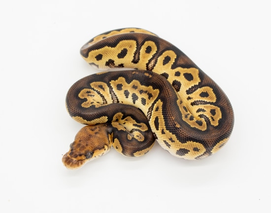 Black Head Clown Ball Python by Bradford Cole