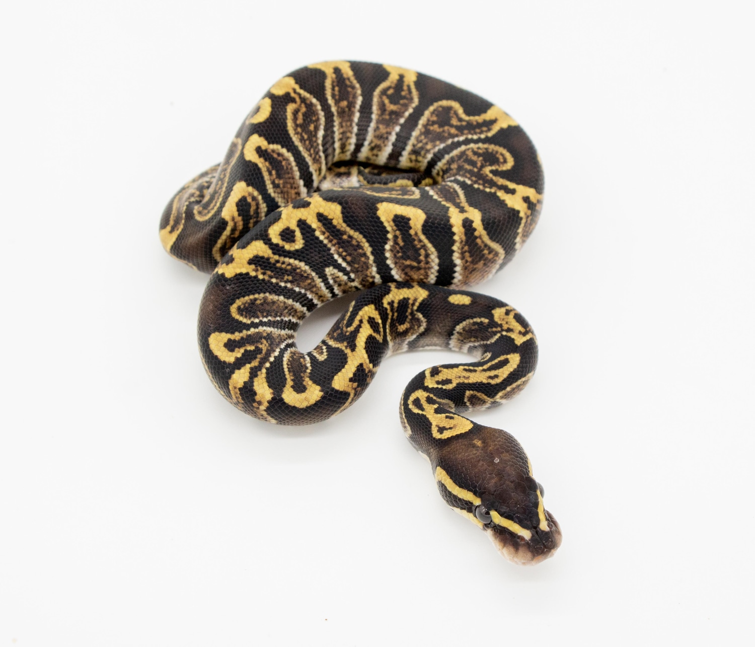 GHI Het VPI Axanthic Ball Python by Bradford Cole - MorphMarket