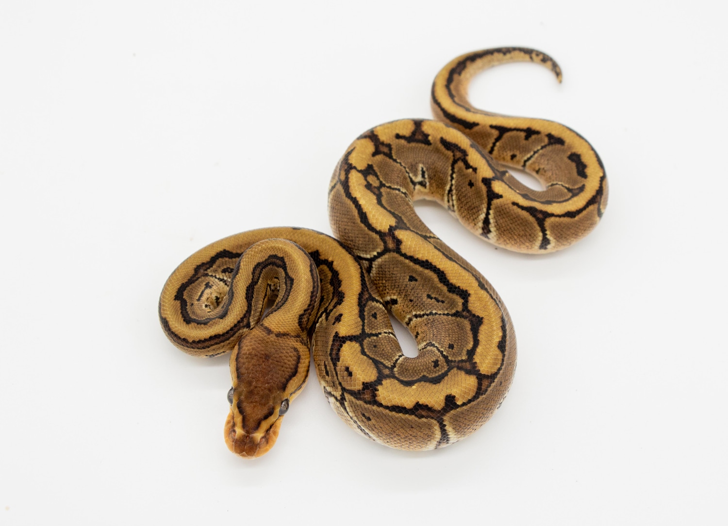 Chocolate Pin Het Clown Ball Python by Bradford Cole - MorphMarket US ...