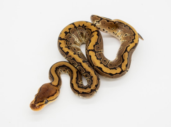 Chocolate Pin Het Clown Ball Python by Bradford Cole