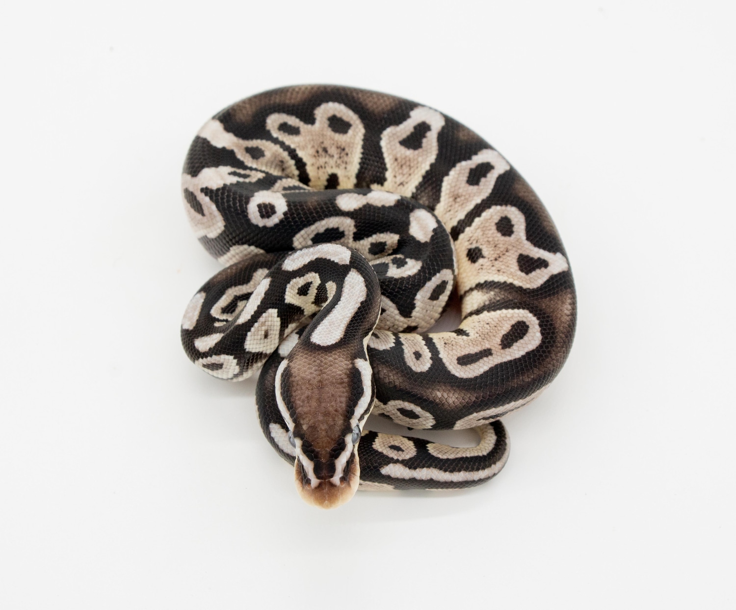 Pastel VPI Axanthic Chocolate 50% Albino Ball Python by Bradford Cole ...