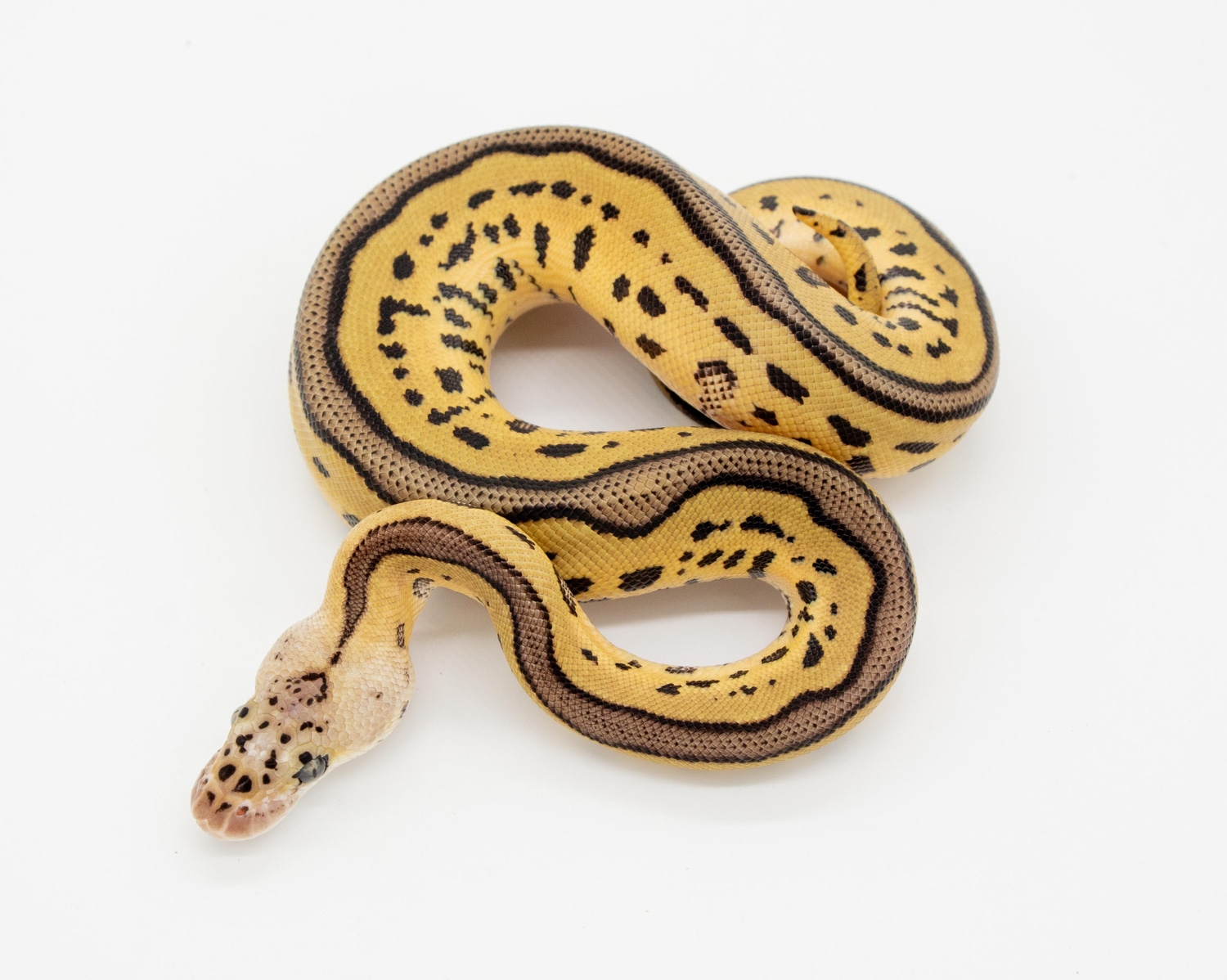 Pastel Leopard Red Stripe Clown 66% VPI Axanthic Ball Python by ...