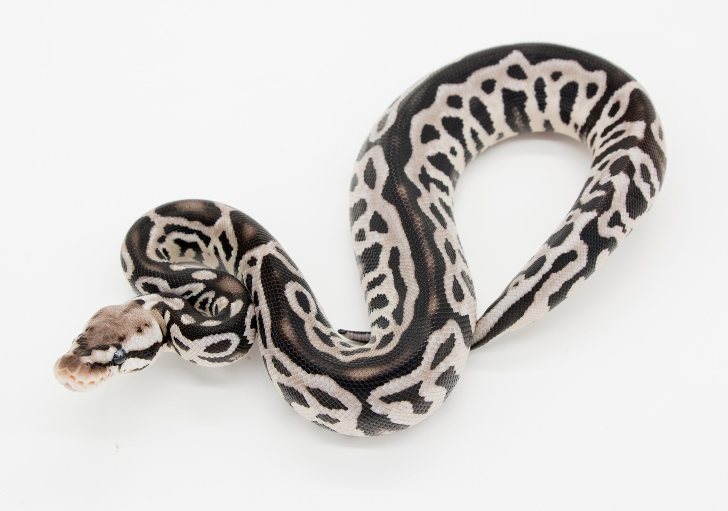 Pastel Leopard Red Stripe VPI Axanthic 66% Clown Ball Python by ...
