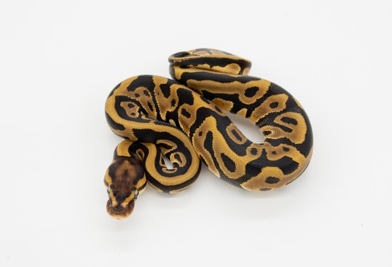 Leopard Het Clown Het Desert Ghost Ball Python by Bradford Cole