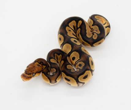 Pastel Chocolate Spotnose Het Clown Ball Python by Bradford Cole ...