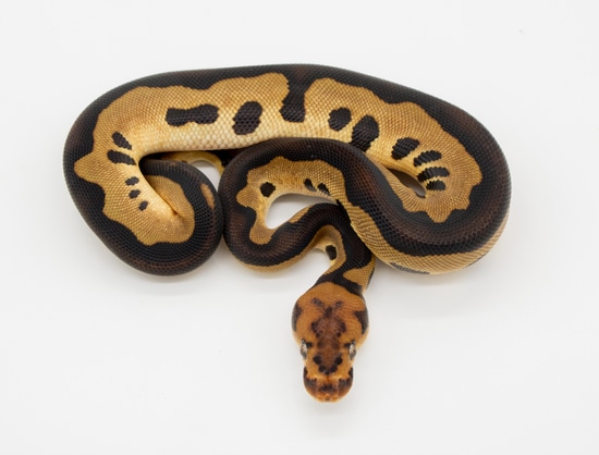Chocolate Leopard Clown Ball Python by Bradford Cole