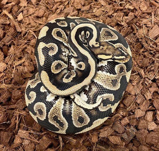 RTB Male Chocolate Spotnose Het Clown Ball Python by Bradford Cole
