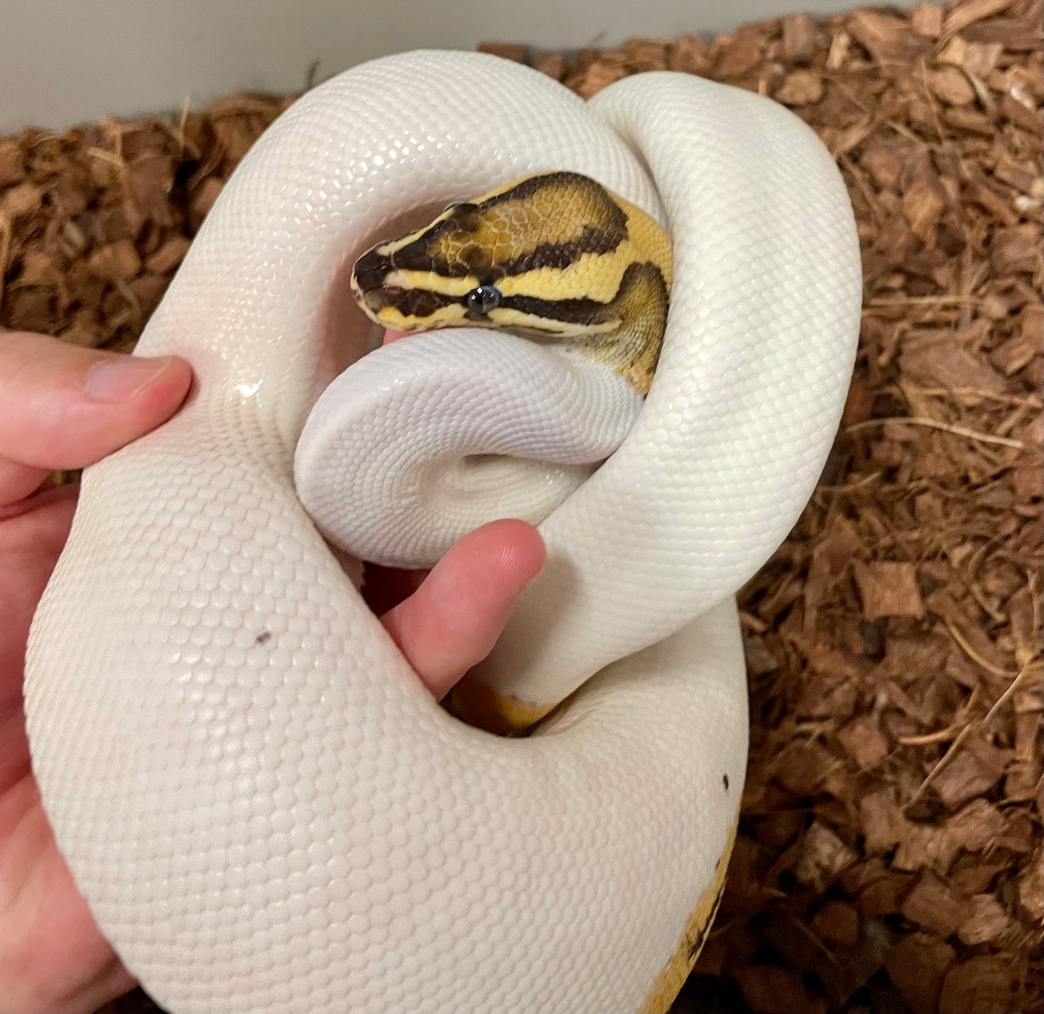 RTB Fire Orange Dream Yellowbelly Piebald Ball Python by Bradford Cole ...