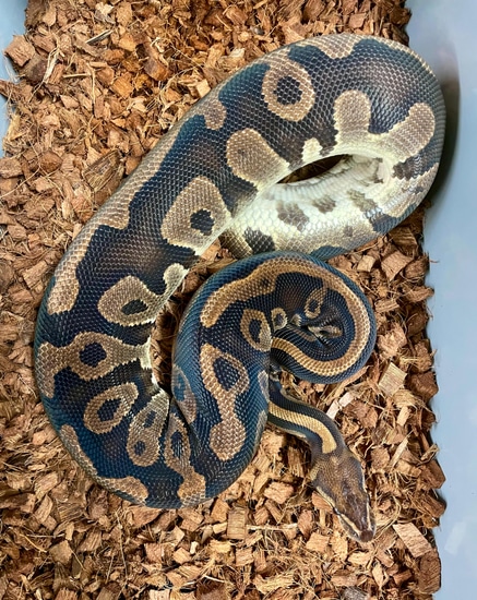 1.1 Leopard Het Genetic Stripe Het Pied Pair (PROVEN) Ball Python by ...