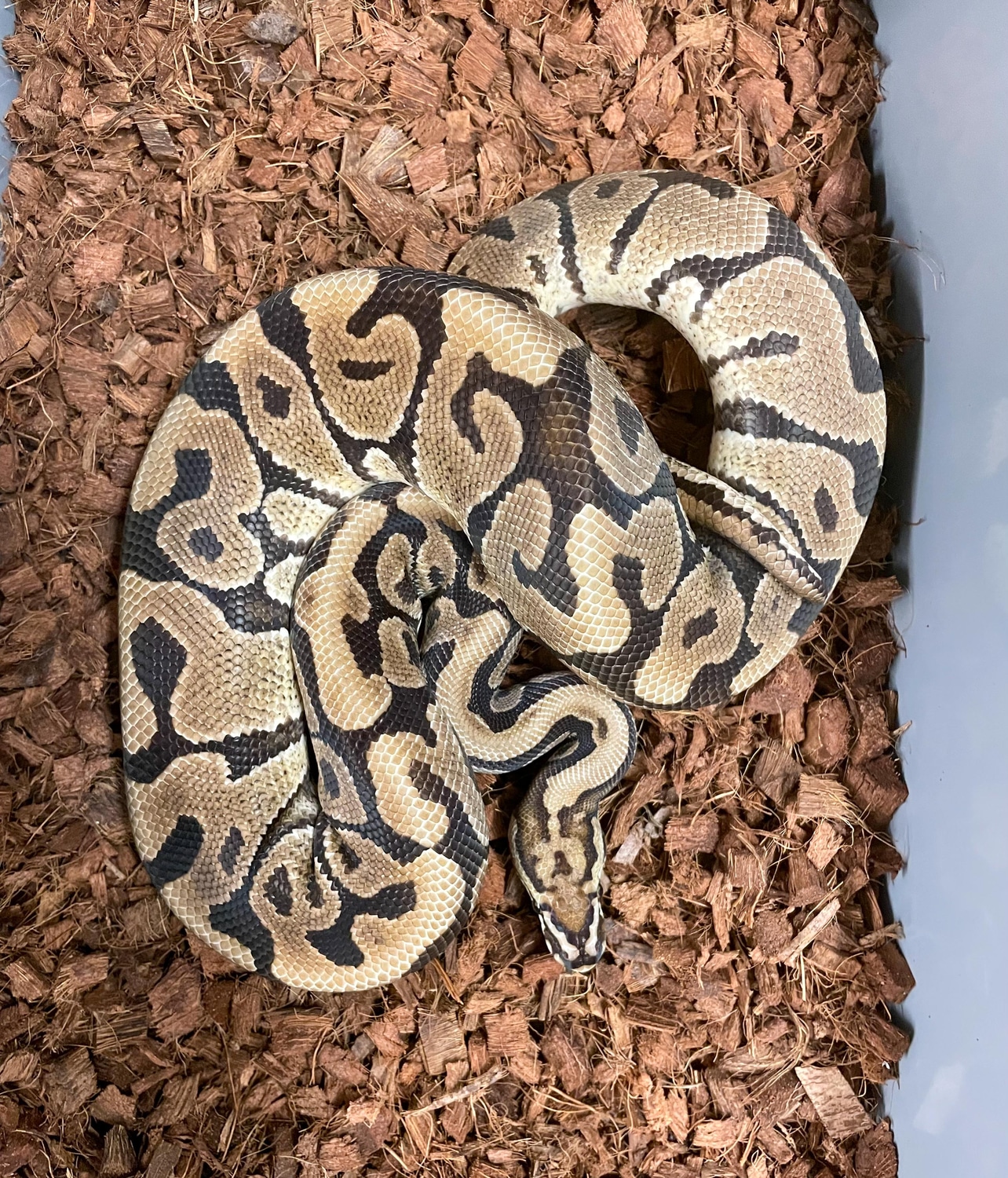 Spotnose Het Clown Het VPI Axanthic (PROVEN) Ball Python by Bradford ...