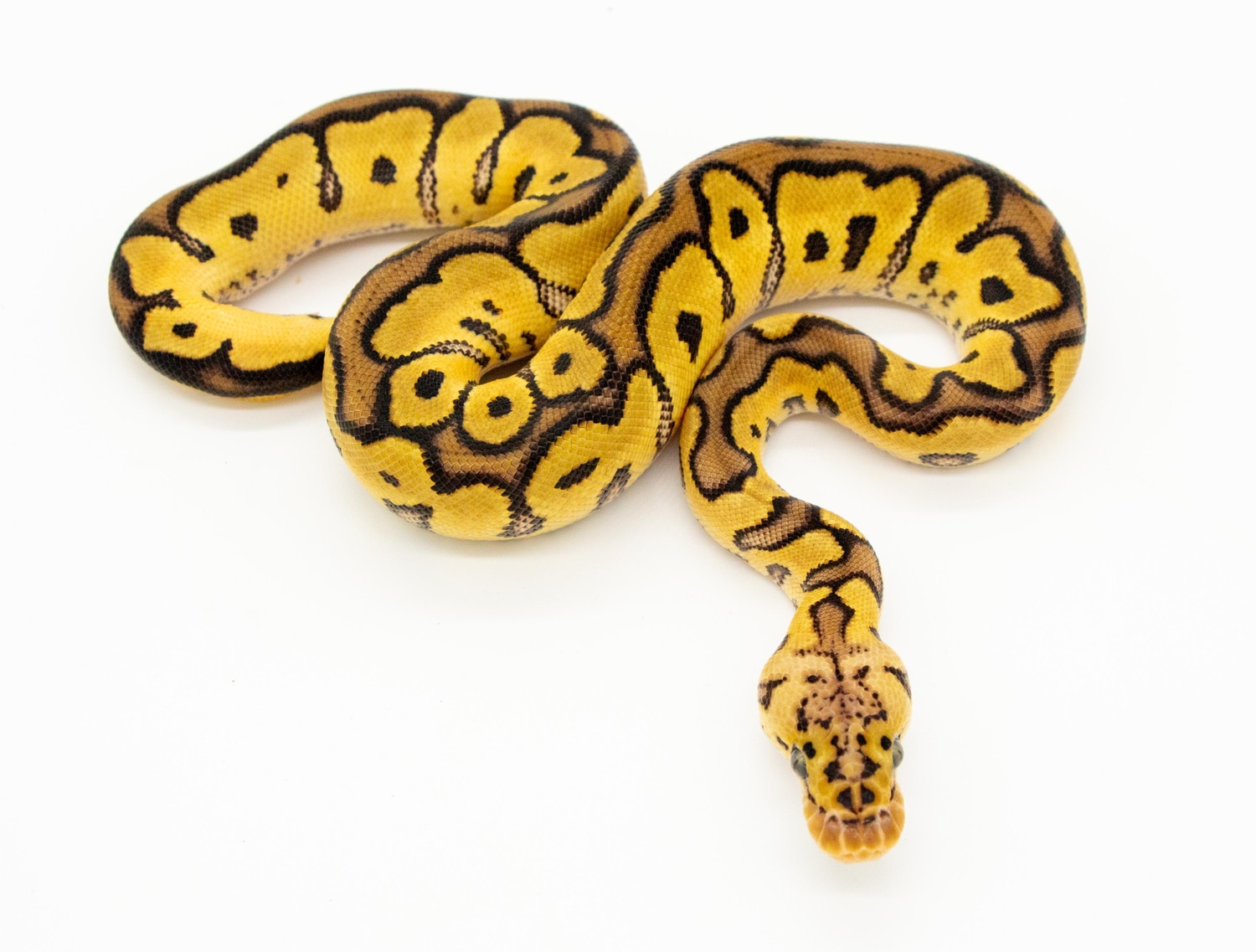 Pastel Red Stripe Clown 66% VPI Axanthic Ball Python by Bradford Cole ...