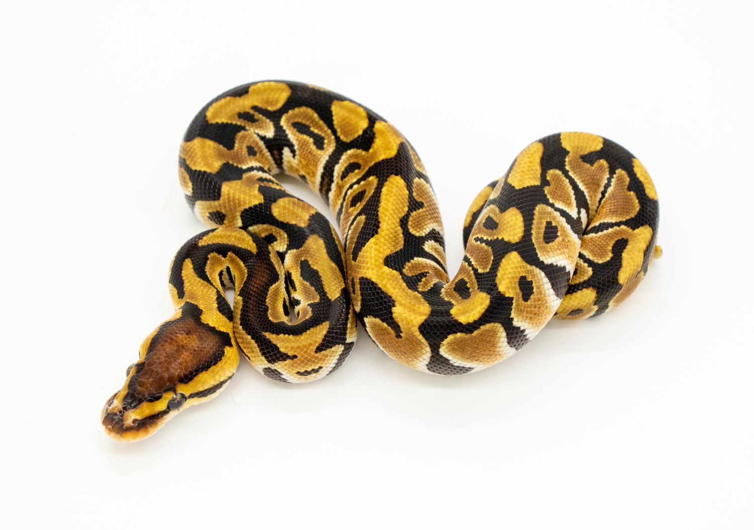 Crypton Het Desert Ghost Ball Python by Bradford Cole - MorphMarket