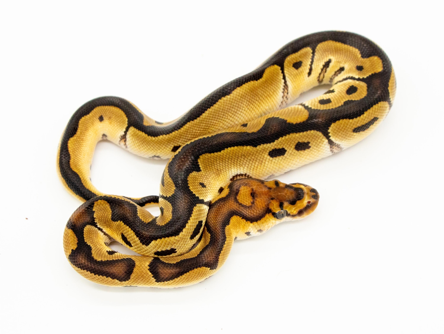 Clown Het Desert Ghost Ball Python by Bradford Cole - MorphMarket