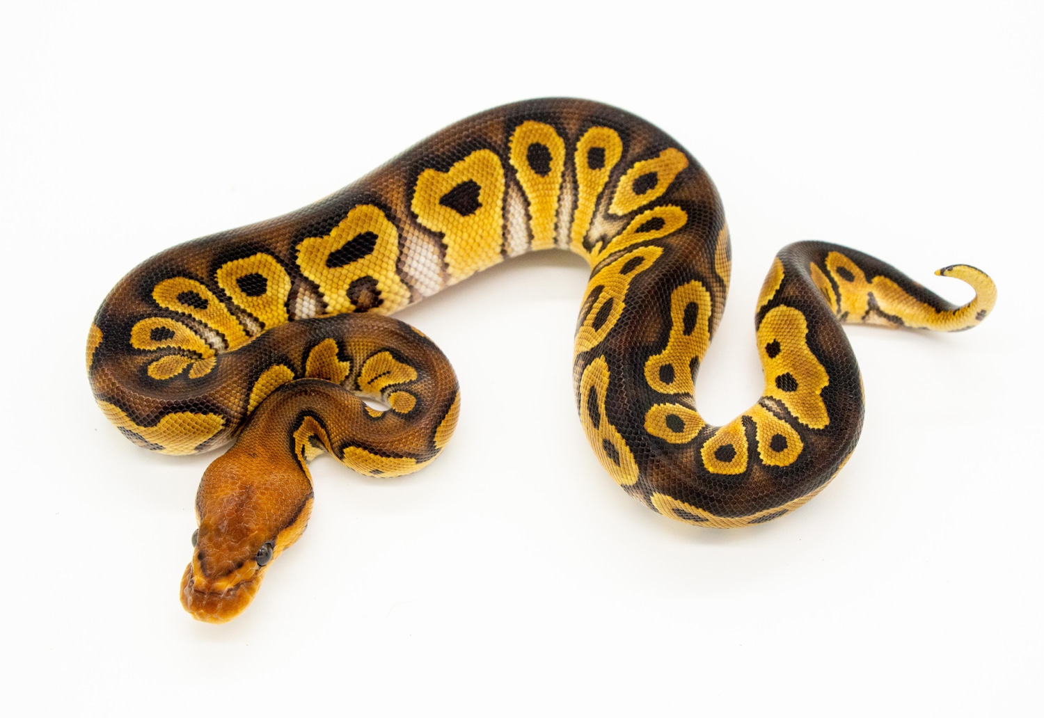 Chocolate Red Stripe Clown Ball Python by Bradford Cole - MorphMarket