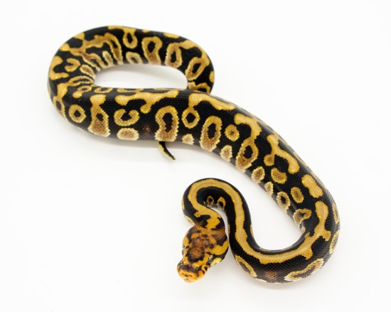 Chocolate Spotnose (Red Stripe) Het Clown Ball Python by Bradford Cole