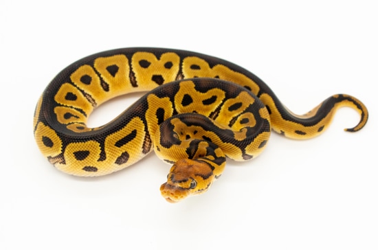 Chocolate Clown Ball Python by Bradford Cole