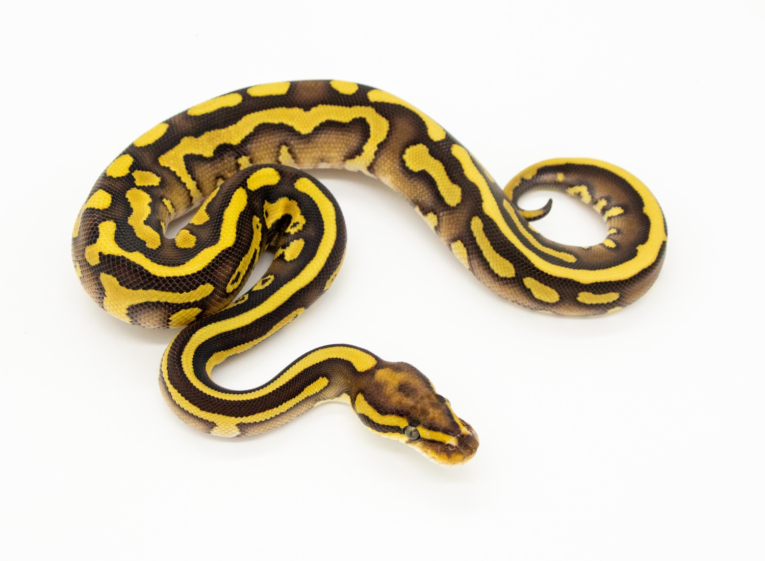 Lesser Leopard Red Stripe 66% VPI Axanthic 66% Clown Ball Python by ...